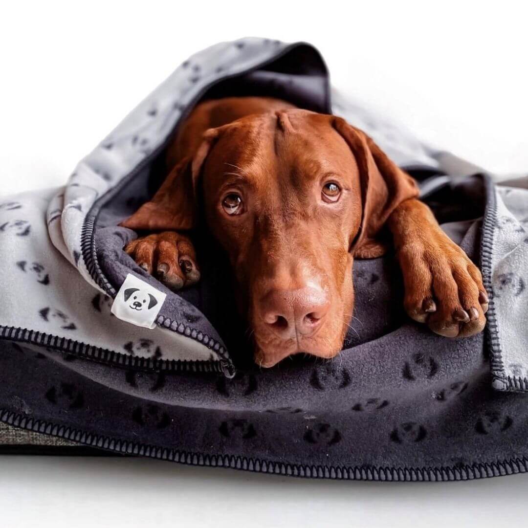 How to Keep Your Dog Safe in Firework Season