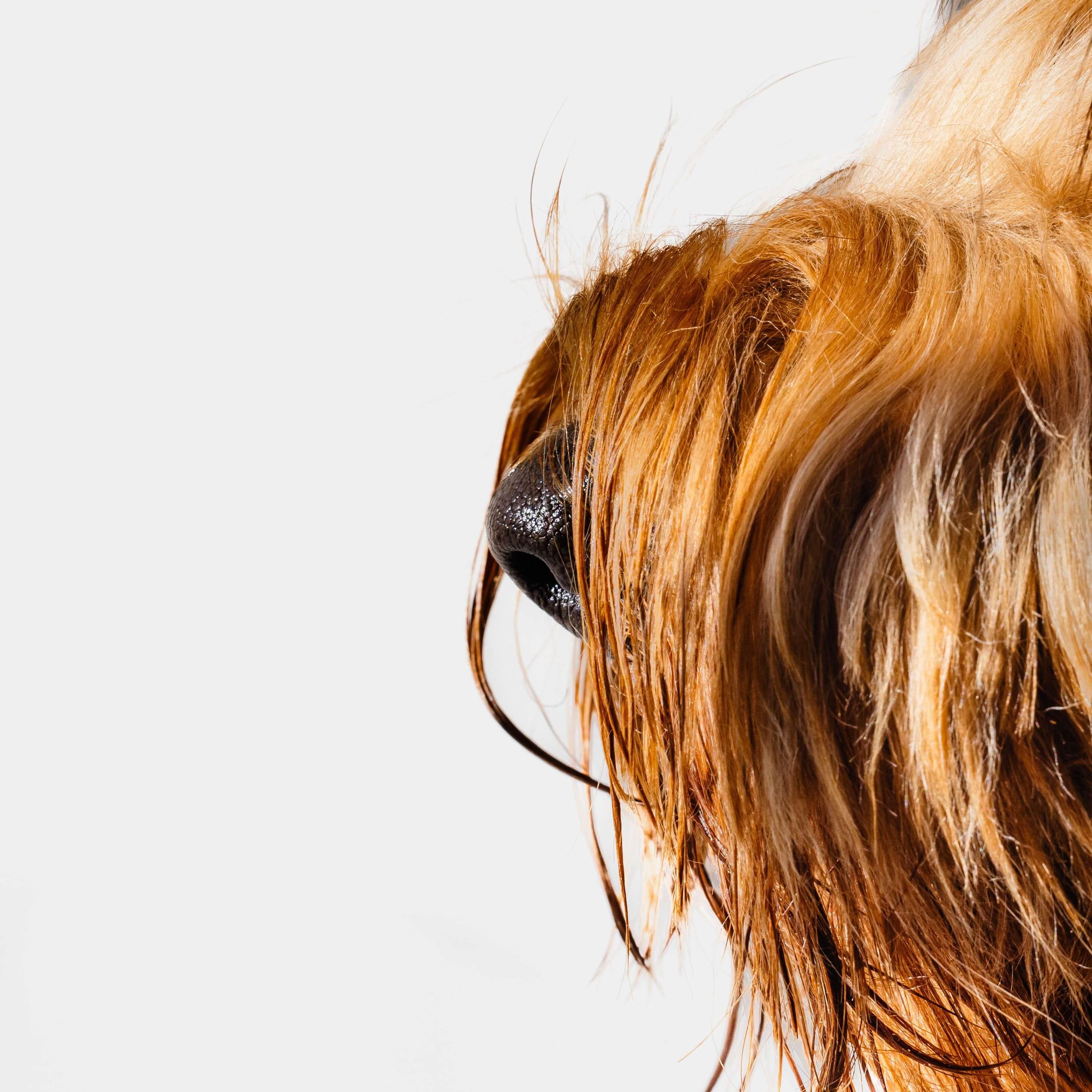 Snoot Facts - Snoot Style