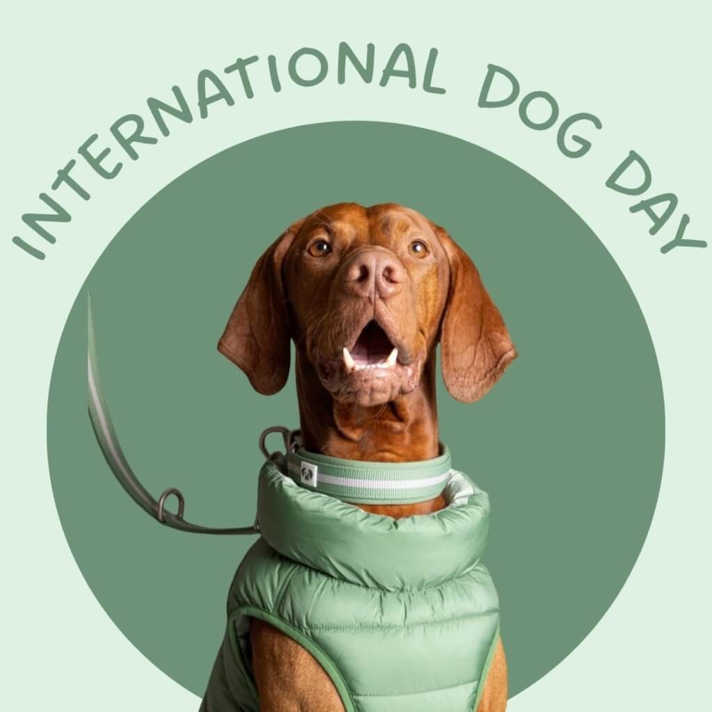 What is International Dog Day?