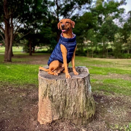 Dog Puffer Jacket - Reversible Print - Snoot Style