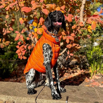 Dog Puffer Jacket - Winterproof - Snoot Style