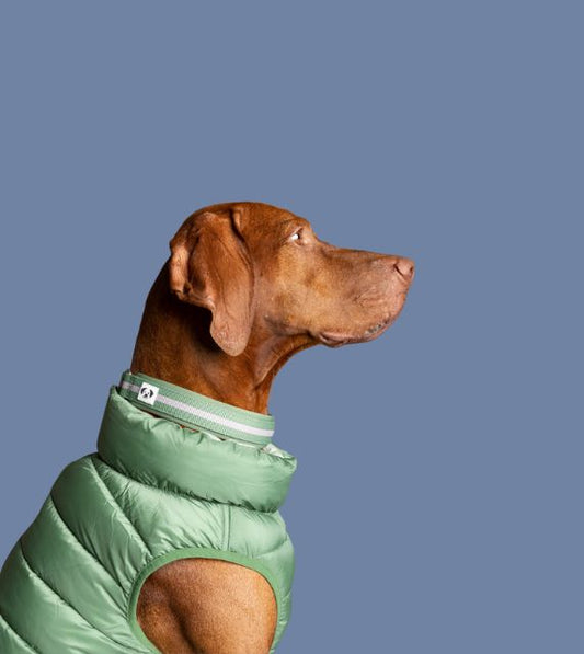 Snoot Style-Strut Your Stuff in our Range of Dog Coats