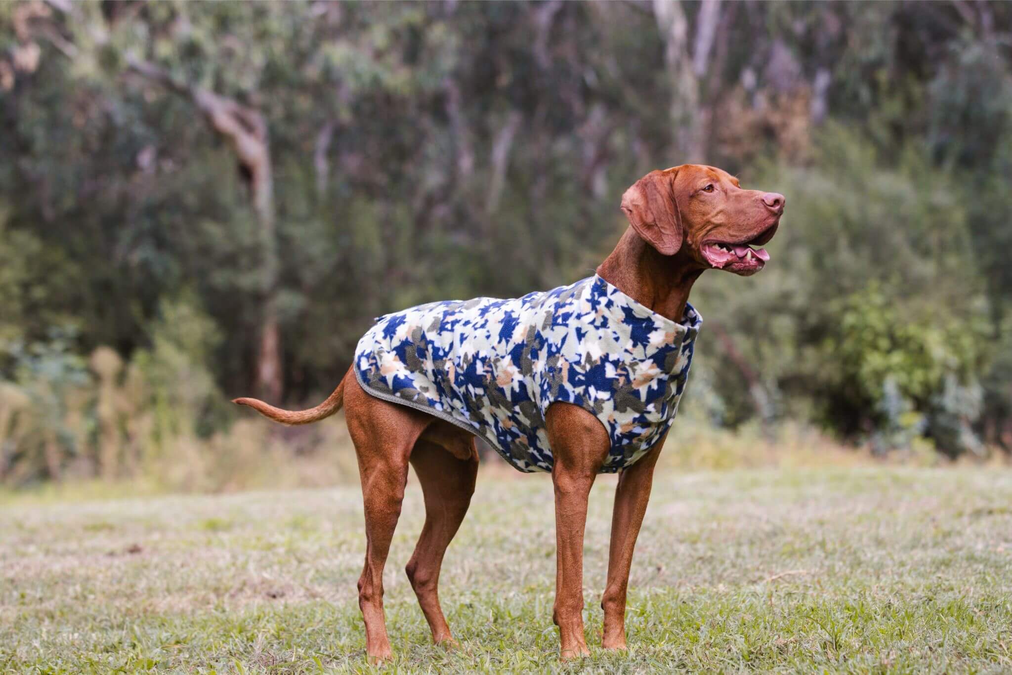 Snoot Style-Strut your stuff in our stylish & sustainable dog clothes
