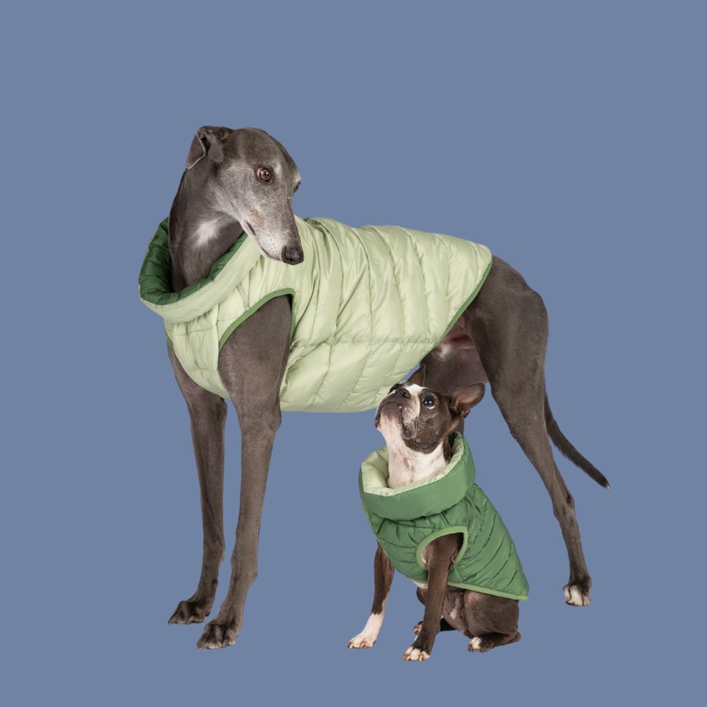 Dog Coats | Best Fitting | Unique Designs | Snoot Style